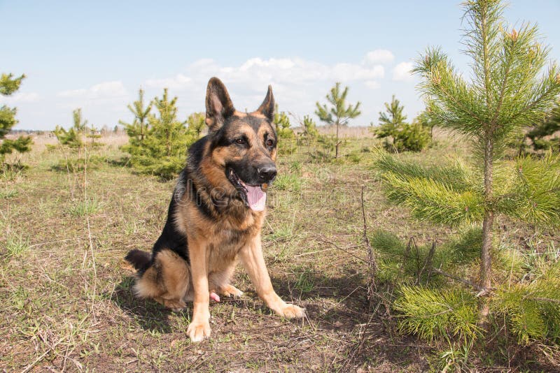 Dog German Shepherd in a Spring Day Stock Image - Image of play, animal ...