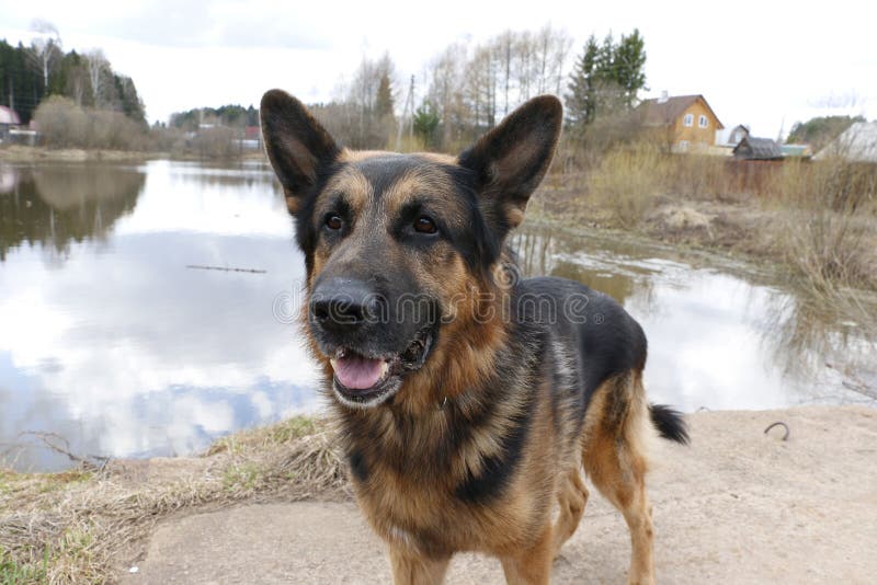Dog German Shepherd in a Spring Day Stock Image - Image of police ...