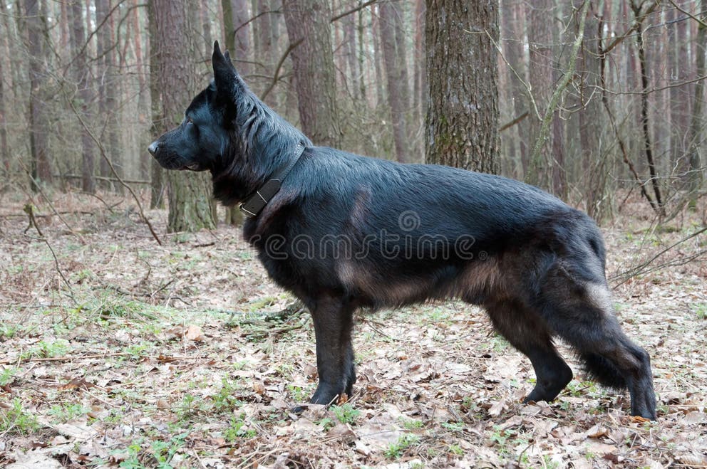 Dog, German Shepherd Standing in Front in the Forest Stock Photo ...