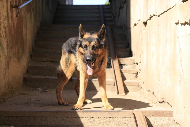 Dog German Shepherd is on the Steps Stock Image - Image of confidence ...