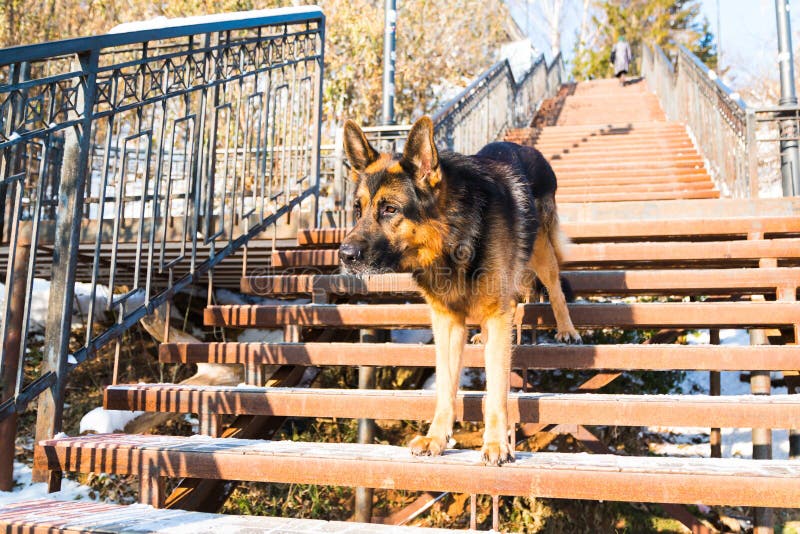 Dog German Shepherd on the Steps Stock Image - Image of guard, kind ...