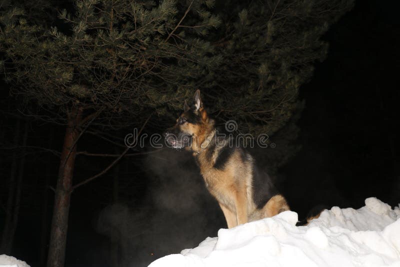 322 German Shepherd Night Stock Photos - Free & Royalty-Free Stock ...