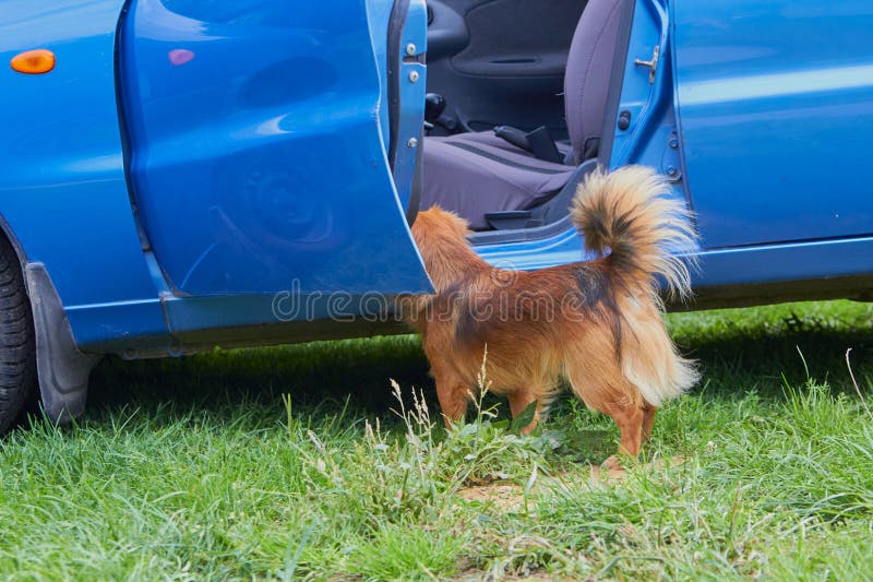 Dog Gets into the Car,the Dog Approached the Car with the Door Open ...