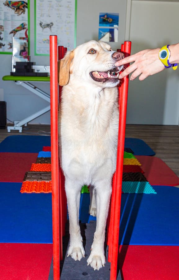 Dog Gets a Reward during Treatment Stock Image - Image of canine, walk ...