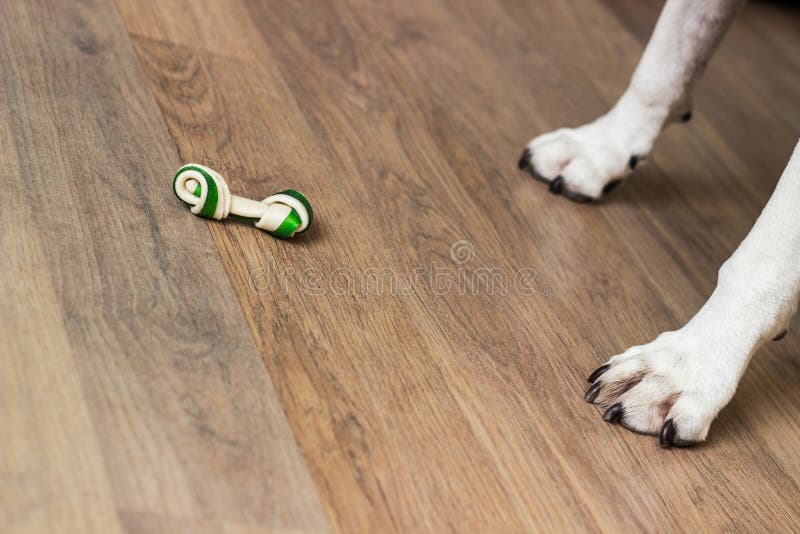 Dog getting a cookie stock image. Image of food, cookie - 238411181