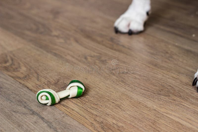 Dog getting a cookie stock photo. Image of cute, biting - 238411236