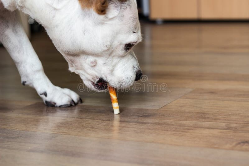 Dog getting a cookie stock photo. Image of hound, chewing - 238411722