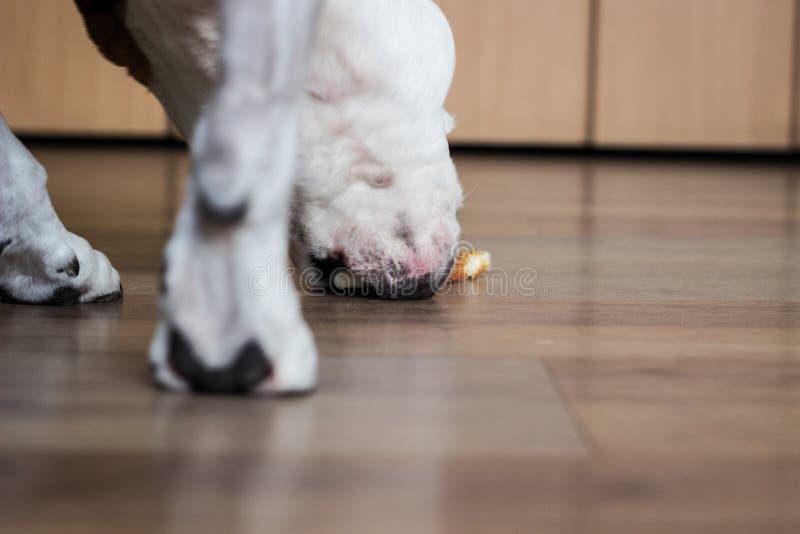 Dog getting a cookie stock image. Image of animals, cute - 238411993