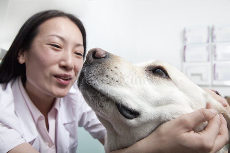 Dog Getting Petted in Veterinarian S Office, Stock Image - Image of ...