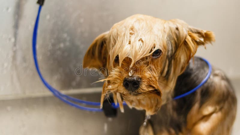 Dog Getting Washed at Grooming Salon and Pet Spa Stock Image - Image of ...