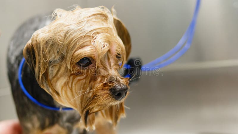 Dog Getting Washed at Grooming Salon and Pet Spa Stock Photo - Image of ...