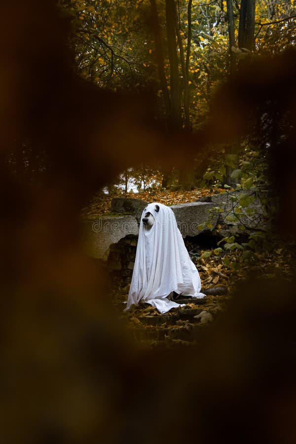 Dog in a Ghost Costume. Halloween Concept Stock Image - Image of ...