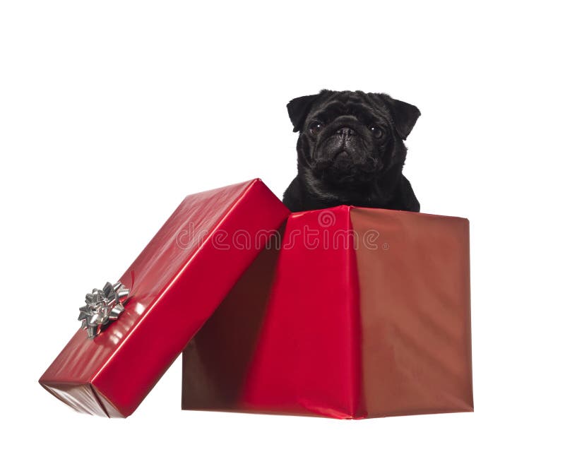 Dog in a gift box stock image. Image of small, pedigreed - 11255063