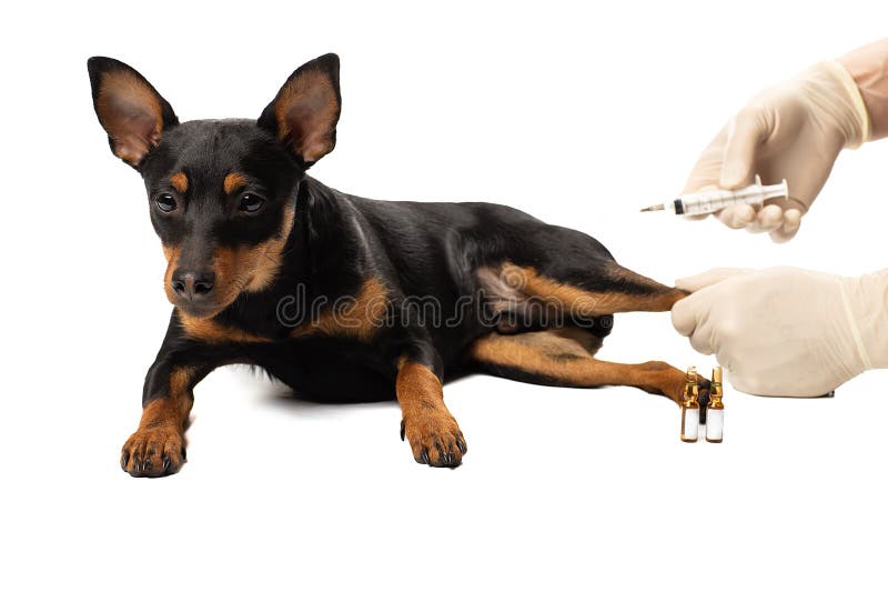 A Dog is Given an Injection, a Veterinary Clinic, Pet Care Stock Photo ...