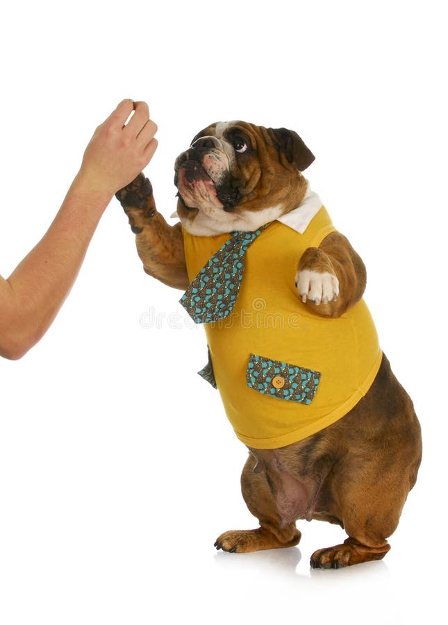 Dog giving high five stock image. Image of bull, animal - 23237603