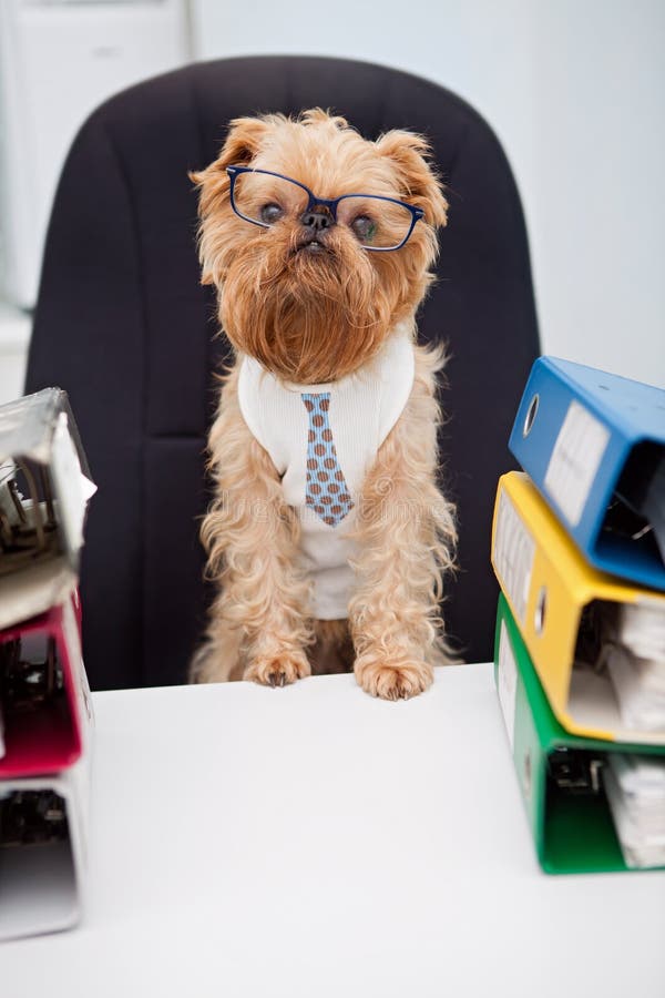 Dog accountant stock image. Image of working, folder - 26314255