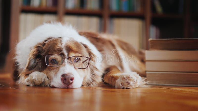 A Dog in Glasses is Dozing about a Pile of Books on the Floor in the ...