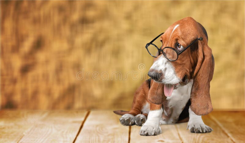 Studious Dog