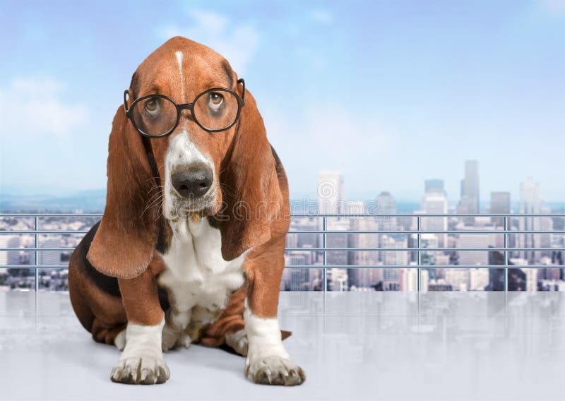 135 Studious Dog Stock Photos - Free & Royalty-Free Stock Photos from ...