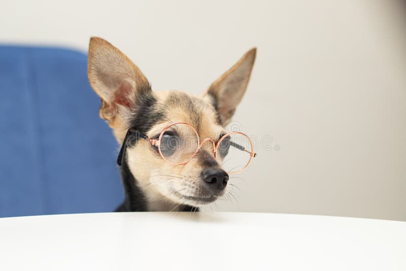 Dog in Glasses, Smart Pet at the Table, Education and Learning,cute ...