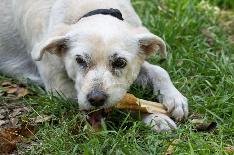 A Dog Gnawing on a Bone on a Lawn Stock Image - Image of meal, canine: 321450805