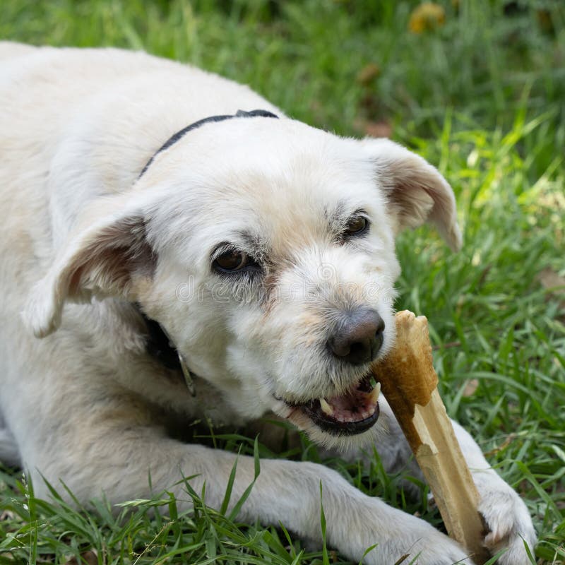 4,102 Gnawing Stock Photos - Free & Royalty-Free Stock Photos from ...