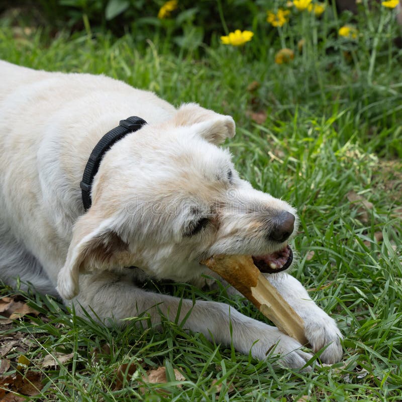 A Dog Gnawing on a Bone on a Lawn Stock Photo - Image of portrait ...