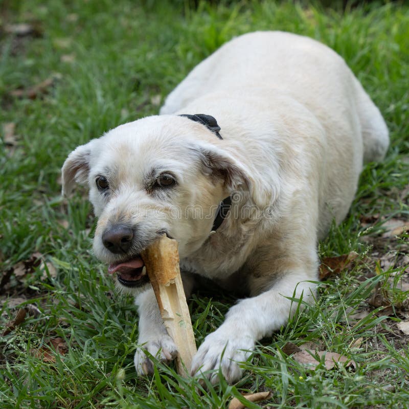 A Dog Gnawing on a Bone on a Lawn Stock Photo - Image of bone, treat: 321450810