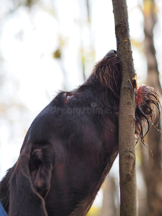 A Dog Gnaws a Tree Branch in the Woods. Dog`s Face. Stock Photo - Image ...