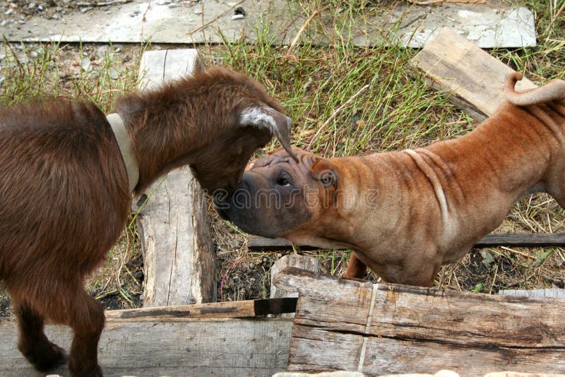 Dog and goat stock photo. Image of hair, shar, grass - 18068486