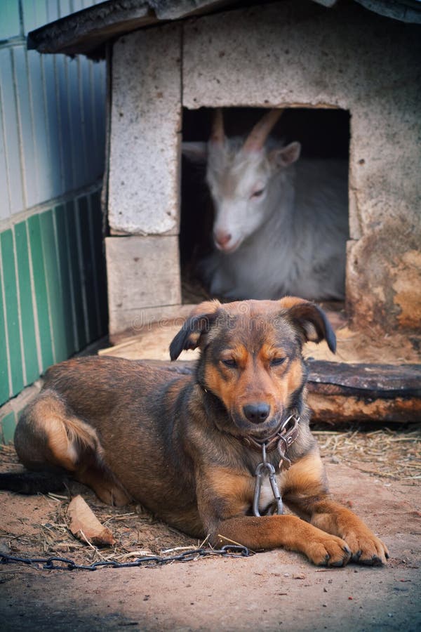 The dog and the goat stock image. Image of home, village - 20425257