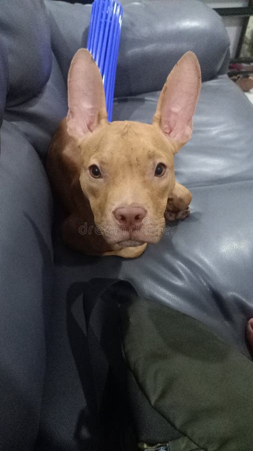 When the Dog is Going Crazy Stock Image - Image of crazy, terrier ...