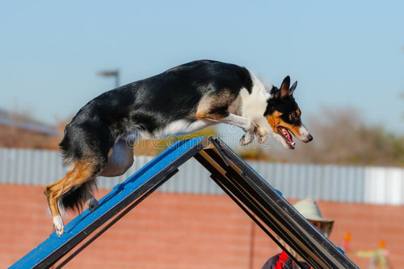 Dog Going Over an a-frame during Agility Stock Photo - Image of ...