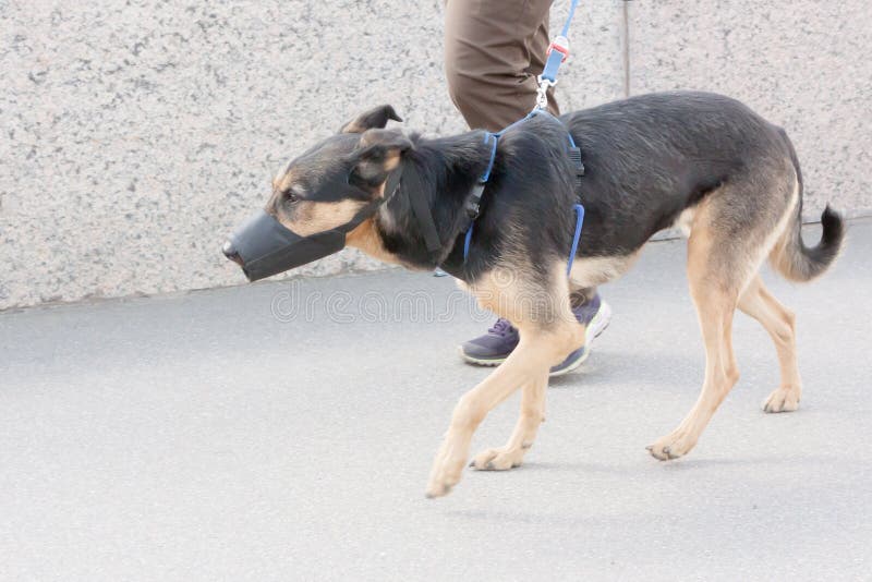 The dog going with owner stock image. Image of eyes, happy - 92247587