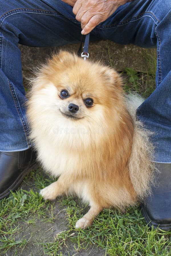 The dog going with owner stock image. Image of canine - 98792593