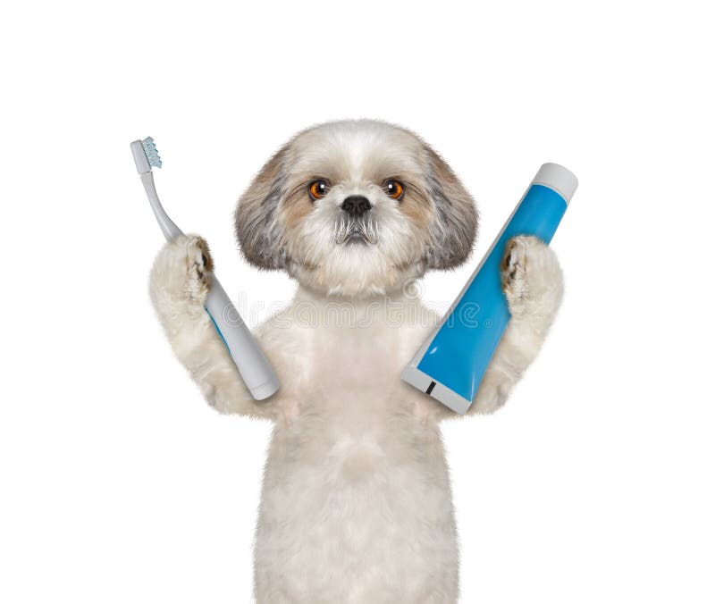 Dog is Going To Clean the Teeth Stock Photo - Image of routine, beauty ...
