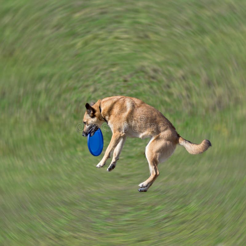 Dog is Going To Play Disc on the Grass Stock Image - Image of outdoors ...