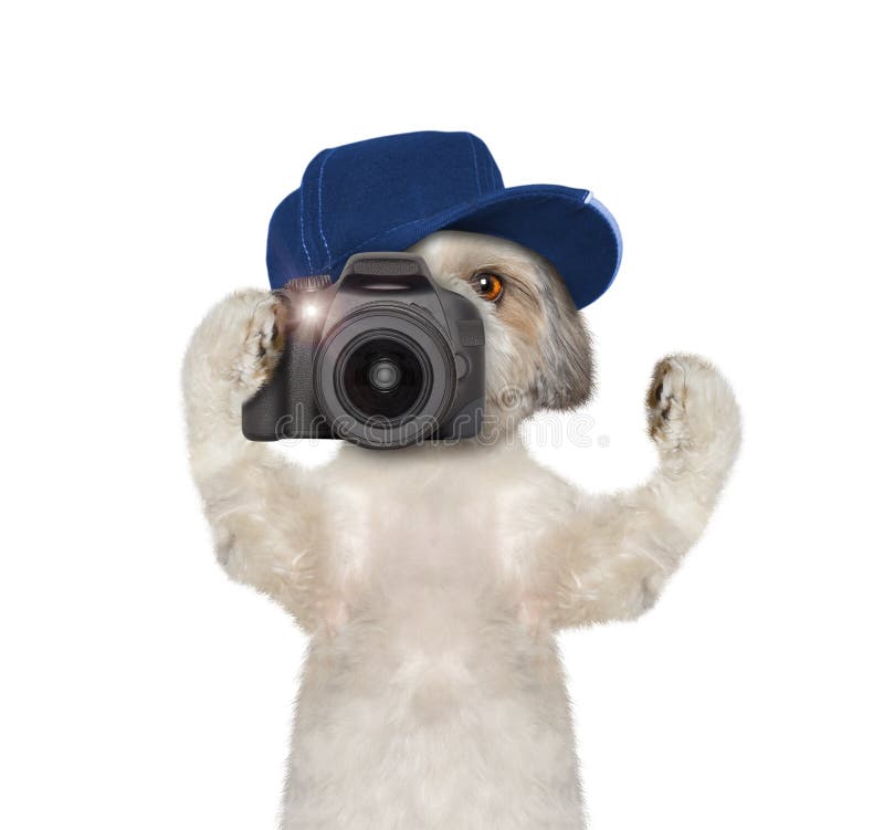 Dog is Going To Take Pictures during the Trip Stock Image - Image of ...