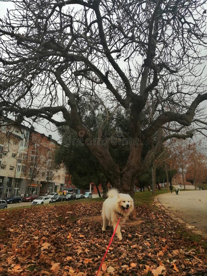 Dog going for a walk stock image. Image of park, tree - 166854043
