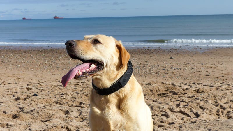 Golden labrador portrait stock photo. Image of handsome - 46439362
