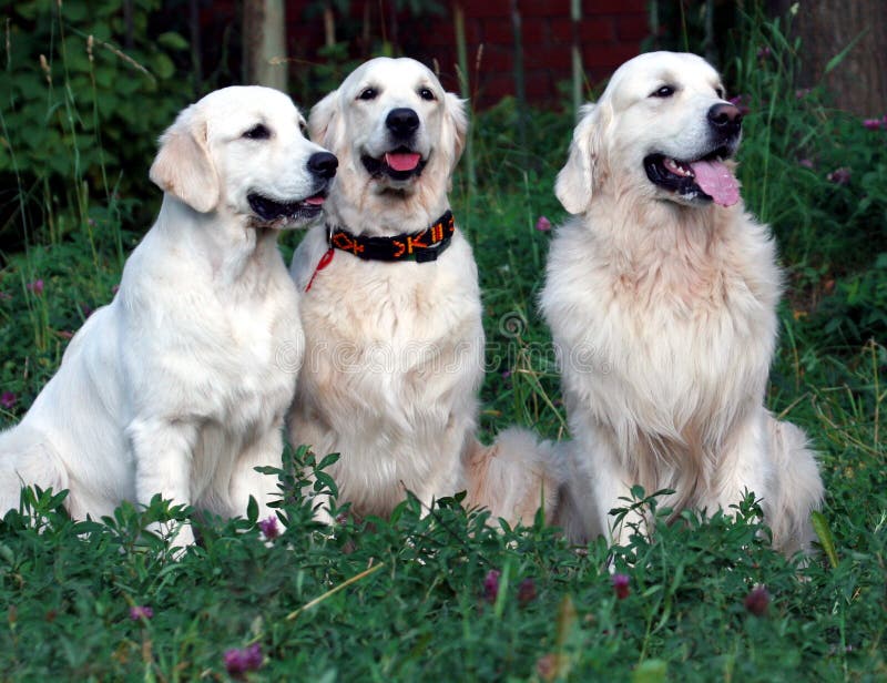 6 Golden Retrievers in Field of Fall Leaves Stock Image - Image of paws ...