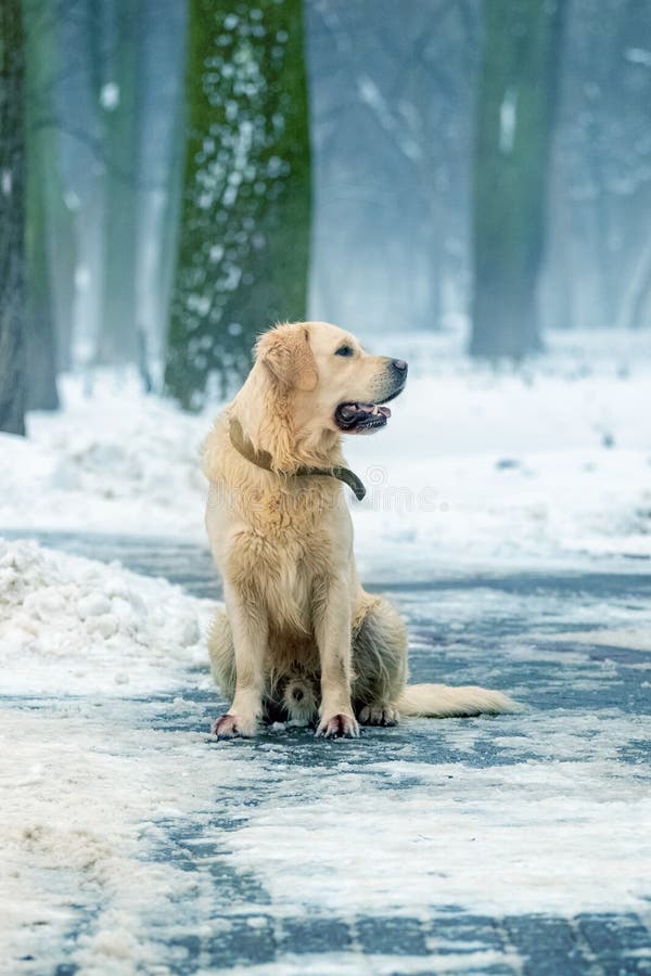 A Dog of the Golden Retriever Breed Sits on the Snow in the Park in ... A Dog of the Golden Retriever Breed Sits on the Snow in the Park in ...