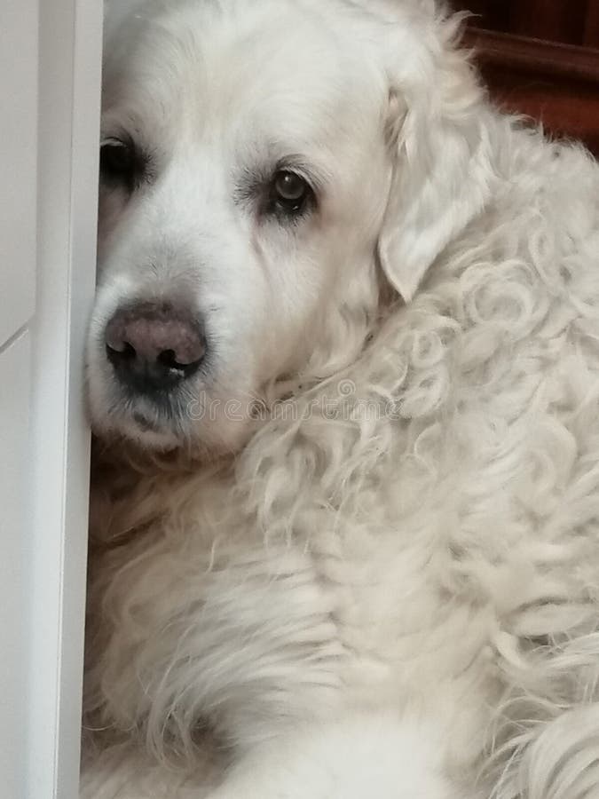 Dog, Golden Retriever, PET, Hund Stock Photo - Image of retriever, hund ...