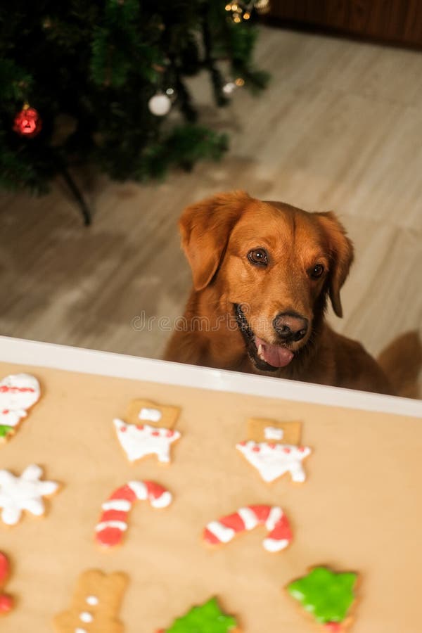 A Dog of the Golden Retriever Sits on the Floor and Looks at the ... A Dog of the Golden Retriever Sits on the Floor and Looks at the ...