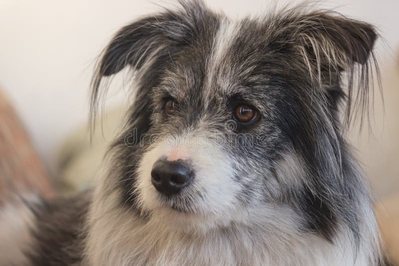 DOG stock photo. Image of sunny, eyes, eared, looking - 68635344