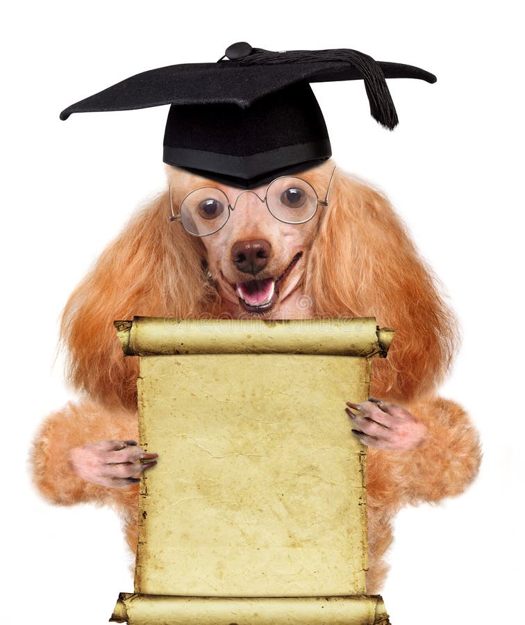Dog Diploma Stock Images - Download 101 Royalty Free Photos
