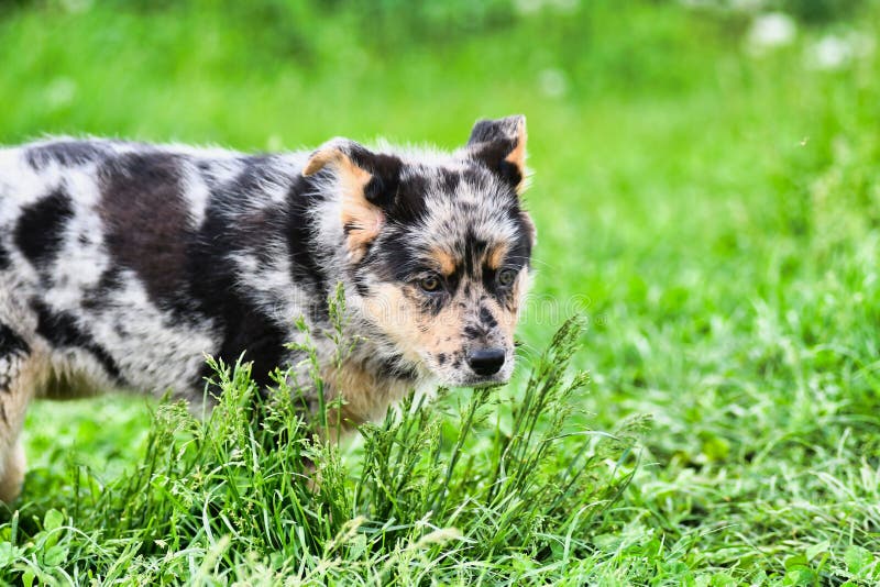 Dog on Grass, Australian German Shepard Sheperd Dog Stock Photo - Image ...