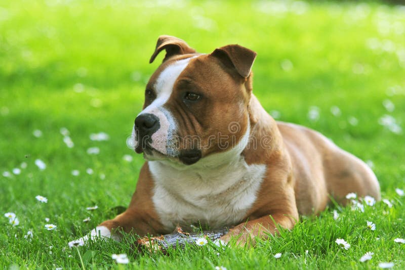 Steekbaard Stock Photos - Free & Royalty-Free Stock Photos from Dreamstime