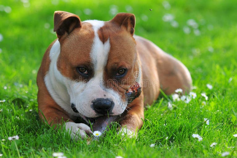 2,673 Stick Cute Animals Stock Photos - Free & Royalty-Free Stock ...