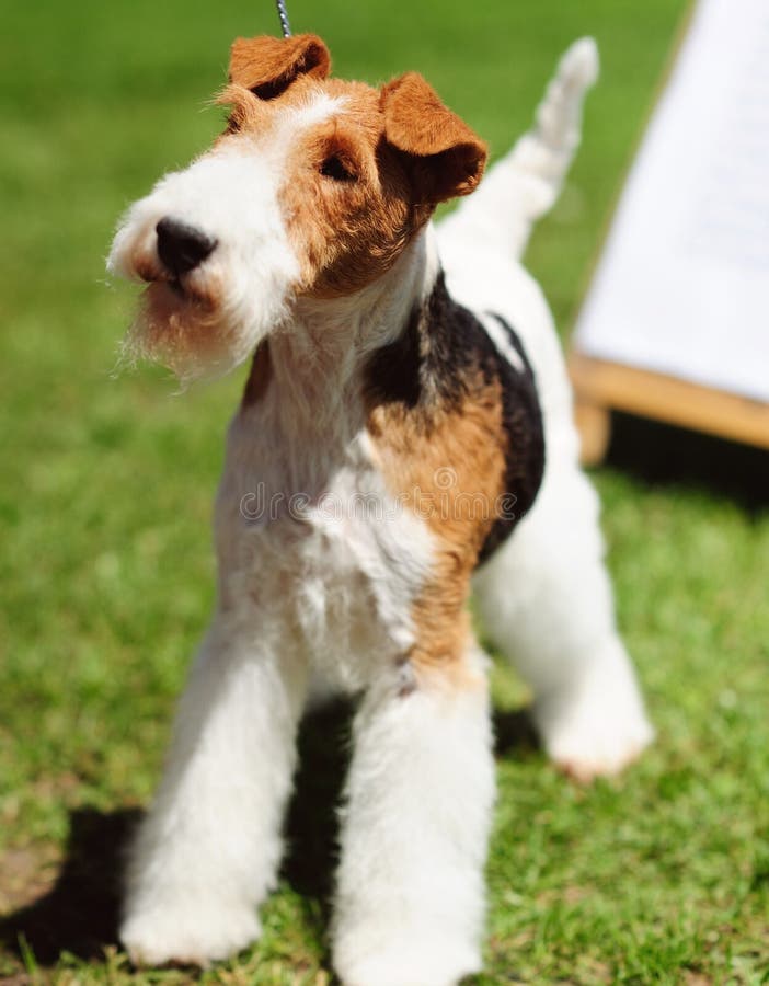 Dog on the green grass stock image. Image of domestic - 157081749